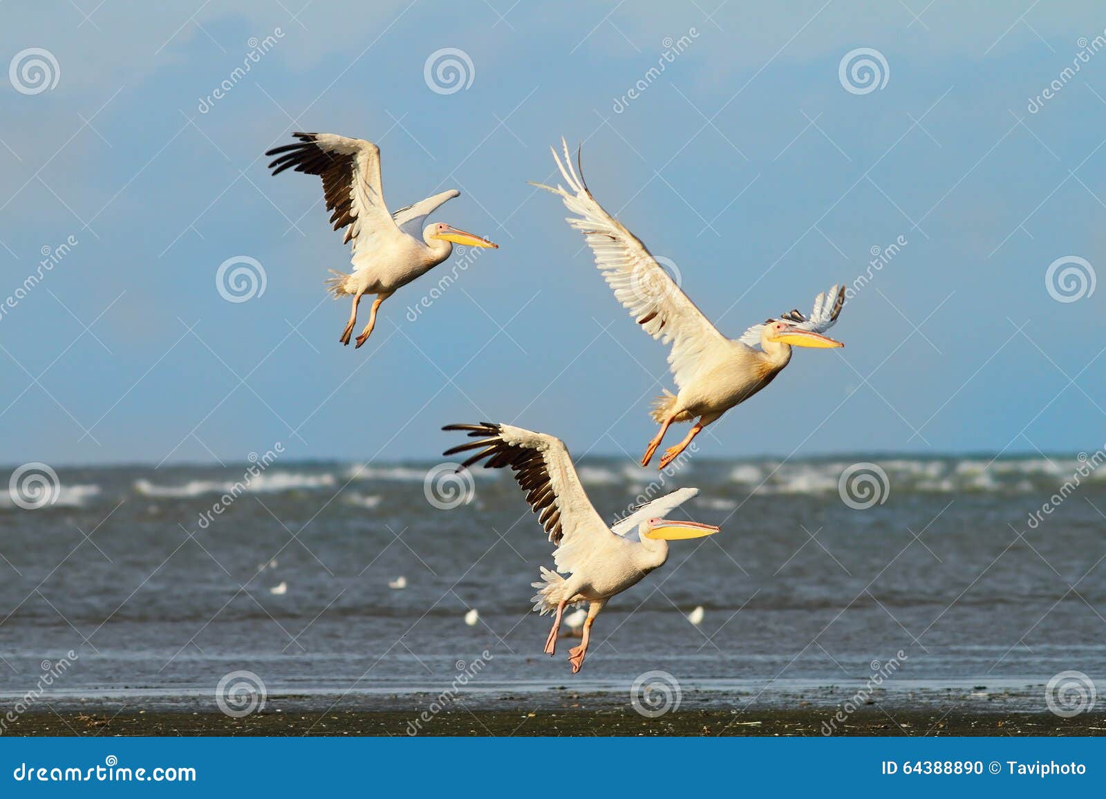 Three Great Pelicans Taking Flight Over the Sea Stock Photo - Image of ...