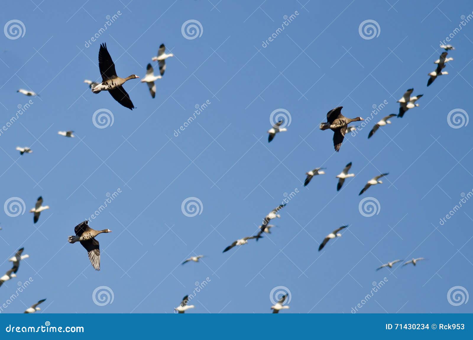 Three Greater White-Fronted Geese Flying Amid the Flock of Snow Geese ...