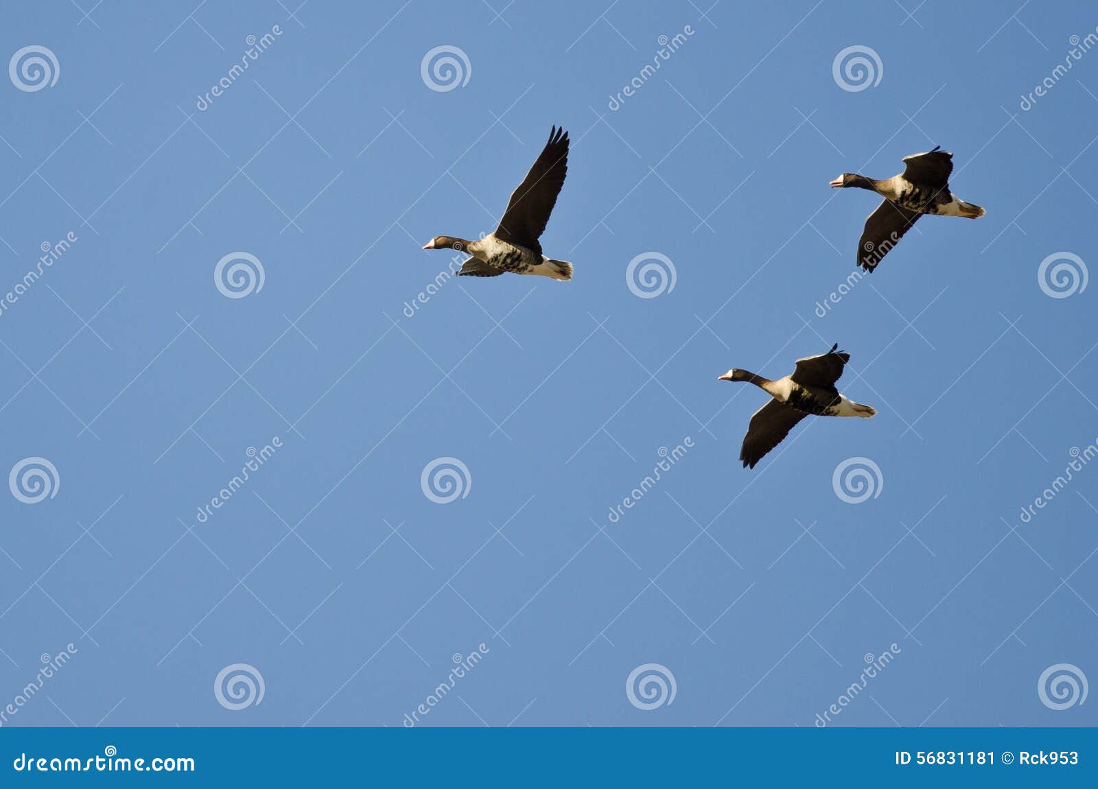Three Greater White-Fronted Geese Flying in a Blue Sky Stock Image ...