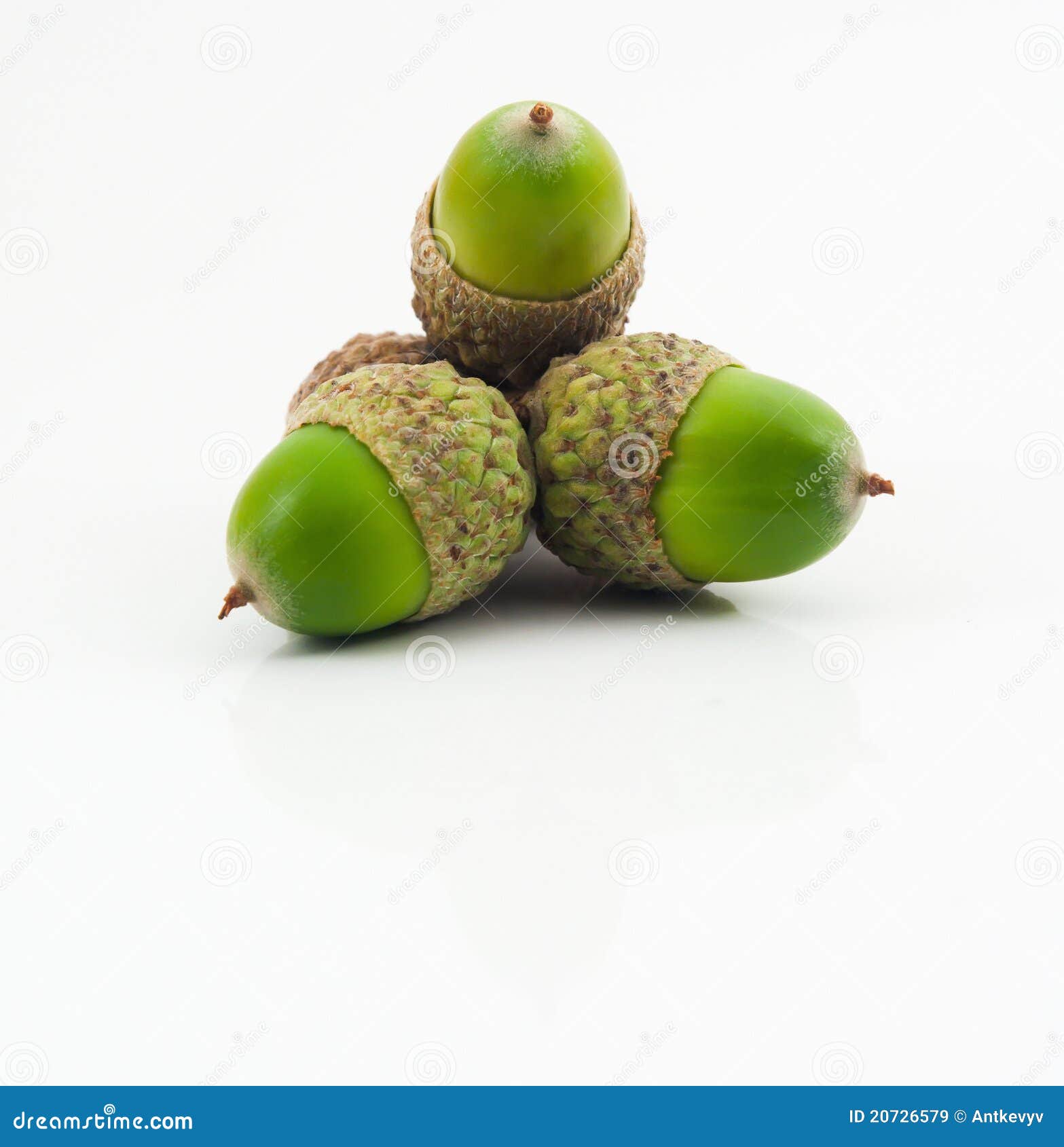 Three Green Acorns stock image. Image of nature, fall - 20726579