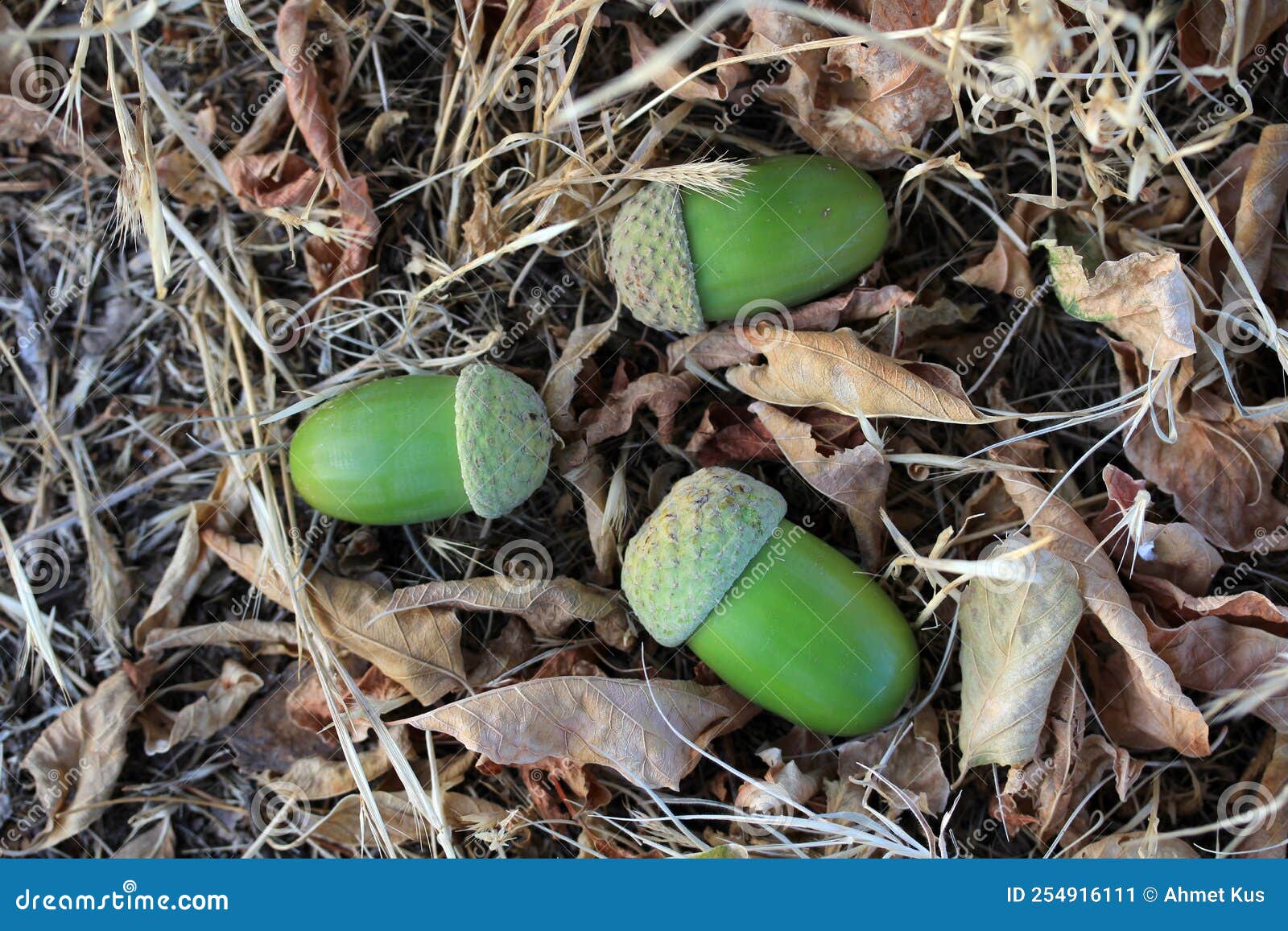 Three Green Acorns on Dry Grass. Immature Acorns Stock Image - Image of ...