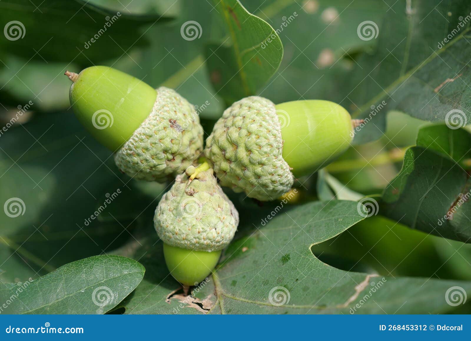 Three Green Acorns Fused Together Growing on an Oak Tree Stock Photo ...