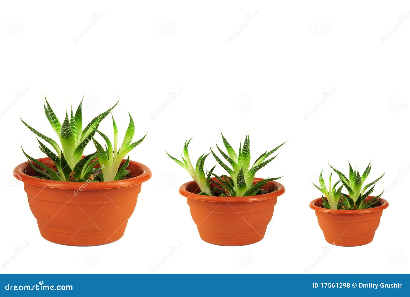 Three green flower pots stock photo. Image of flower - 17561298