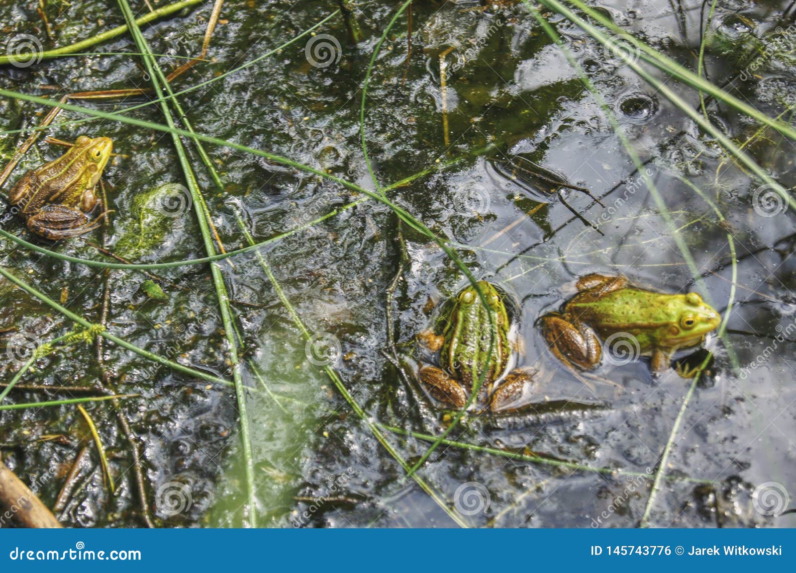 Three Green Frogs Floating in the Pond Stock Photo - Image of lake ...
