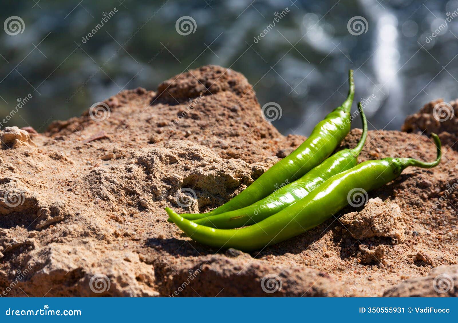 Three Green Hot Chili Peppers Sunbathing on the Seashore. Egypt Stock ...