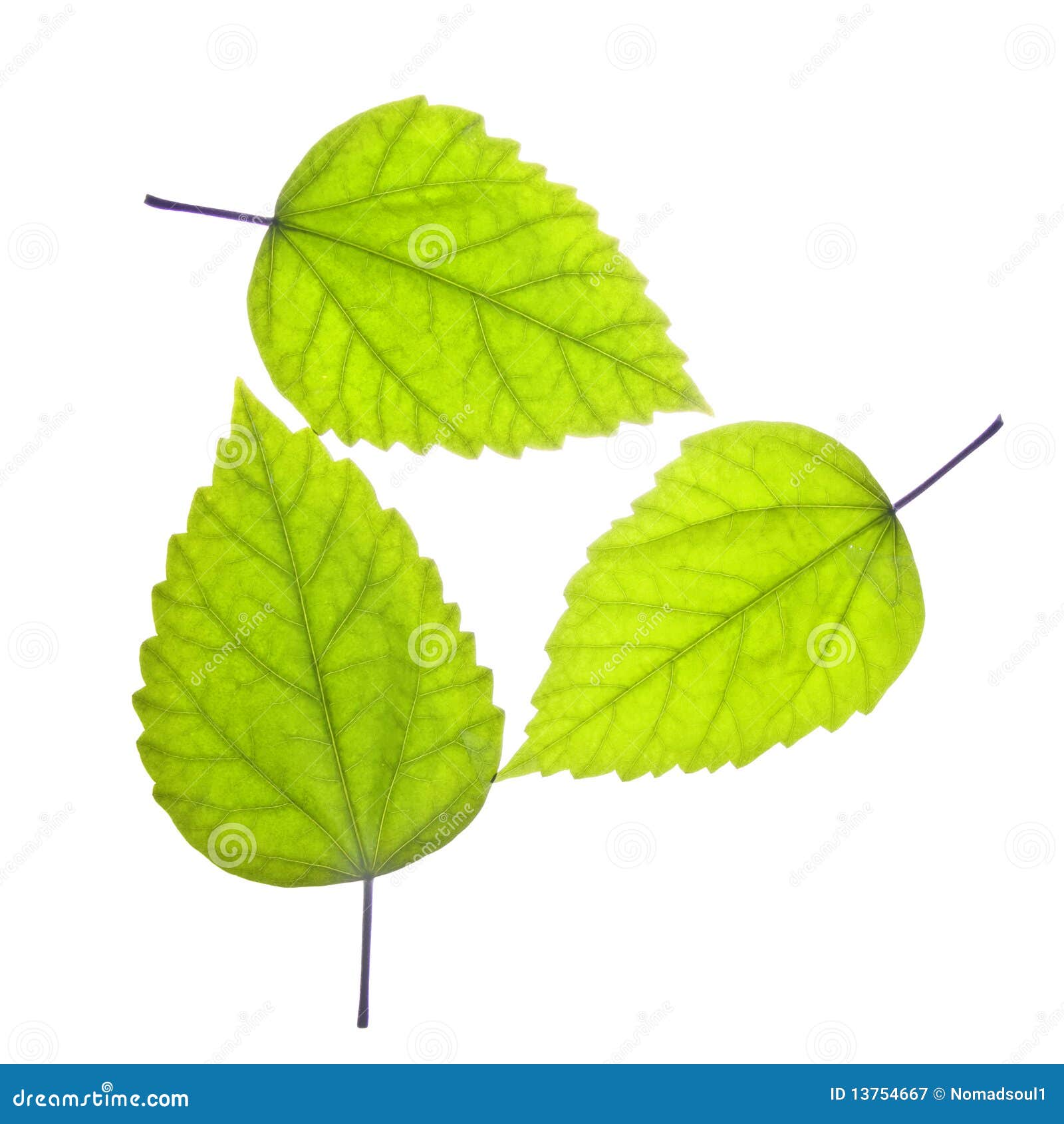 Three green leaves stock image. Image of sheet, leaf - 13754667