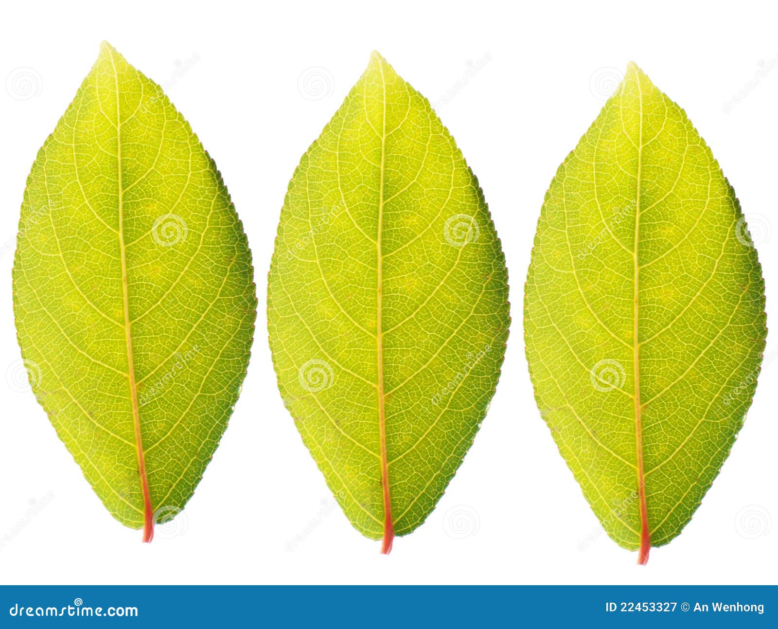 Three green leaves stock image. Image of beauty, botany - 22453327