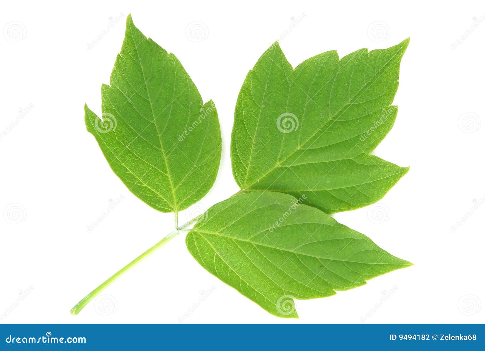 Three green leaves stock photo. Image of green, white - 9494182