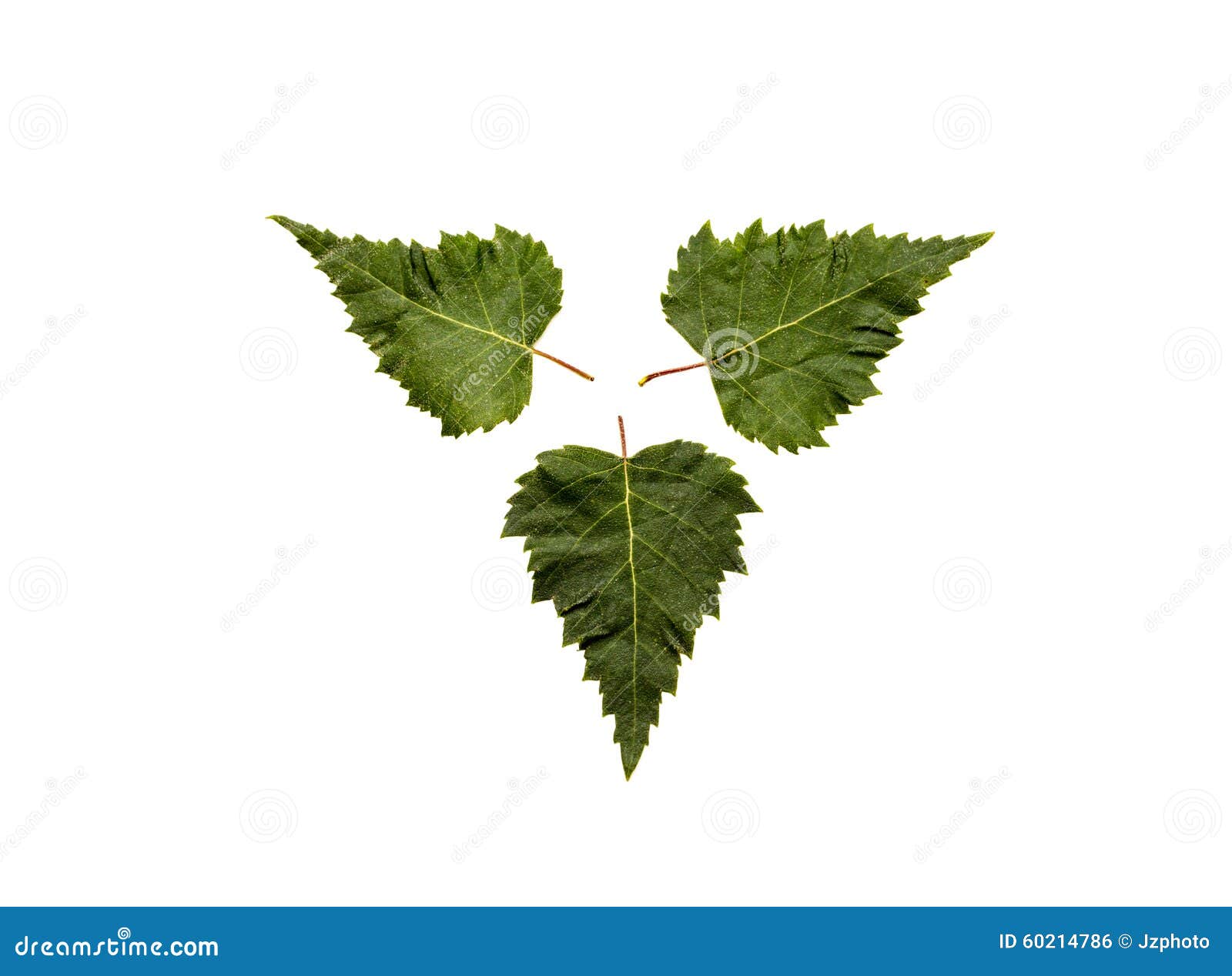Three Green Leaves Arranged Stock Photo - Image of forest, selection ...