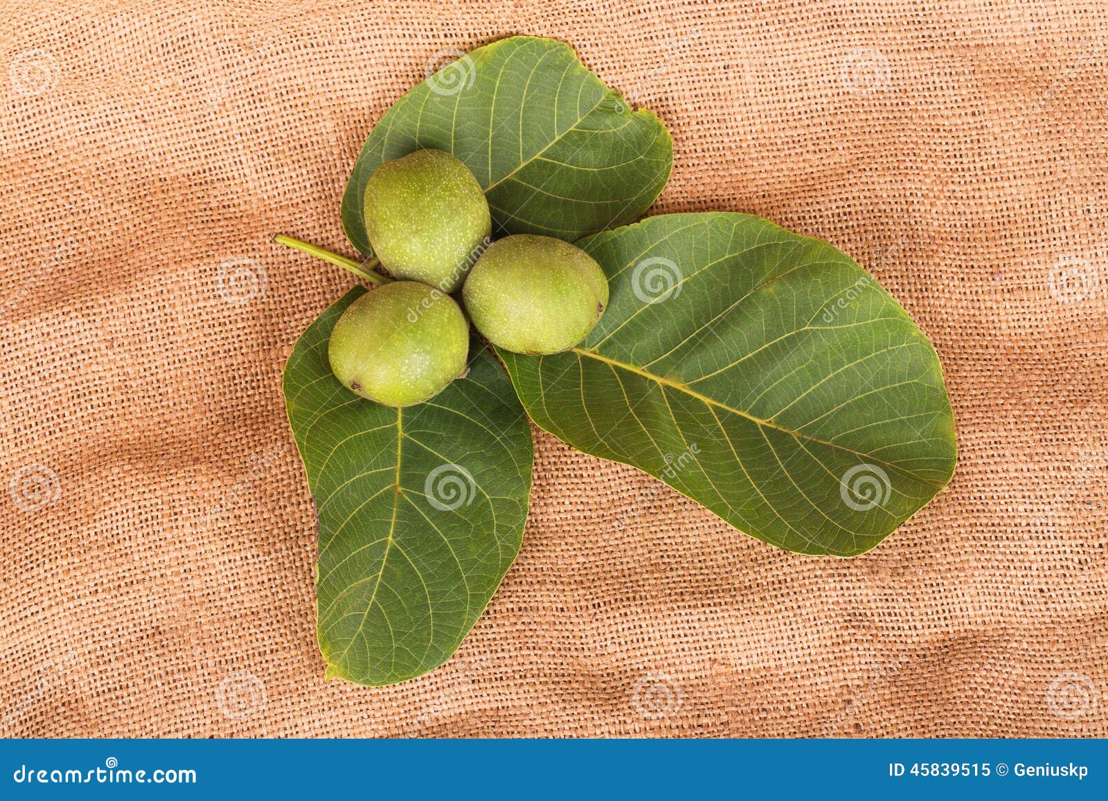 Three green nuts stock image. Image of group, autumn - 45839515