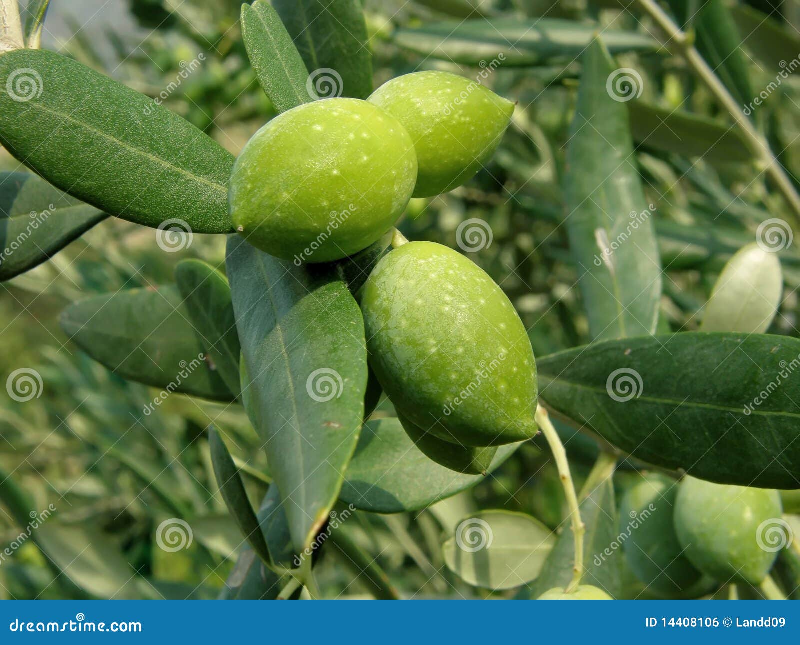 Three Green Olives on the Branch Stock Photo - Image of herb, cooking ...