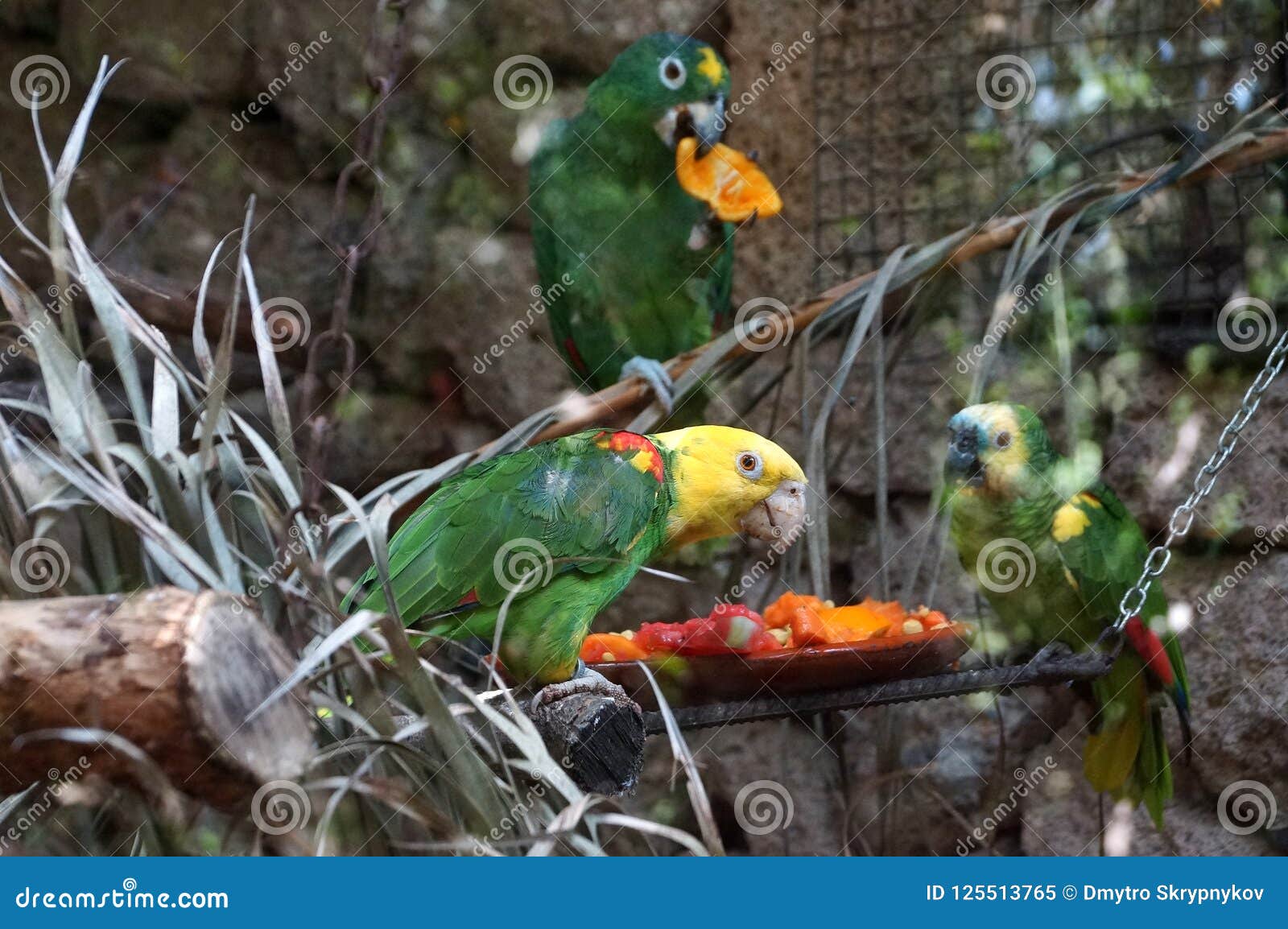 Three Green Parrot Birds stock image. Image of facial - 125513765