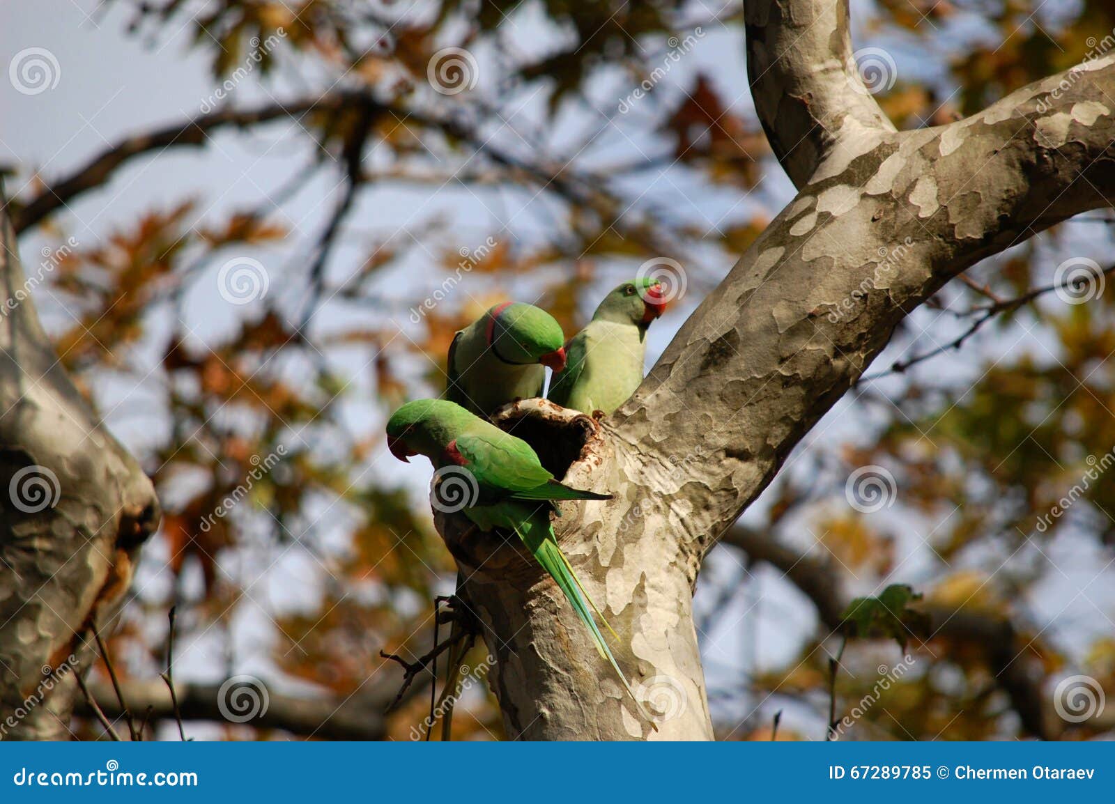 Three Green Parrot in Green Rainforest. Stock Image - Image of ...
