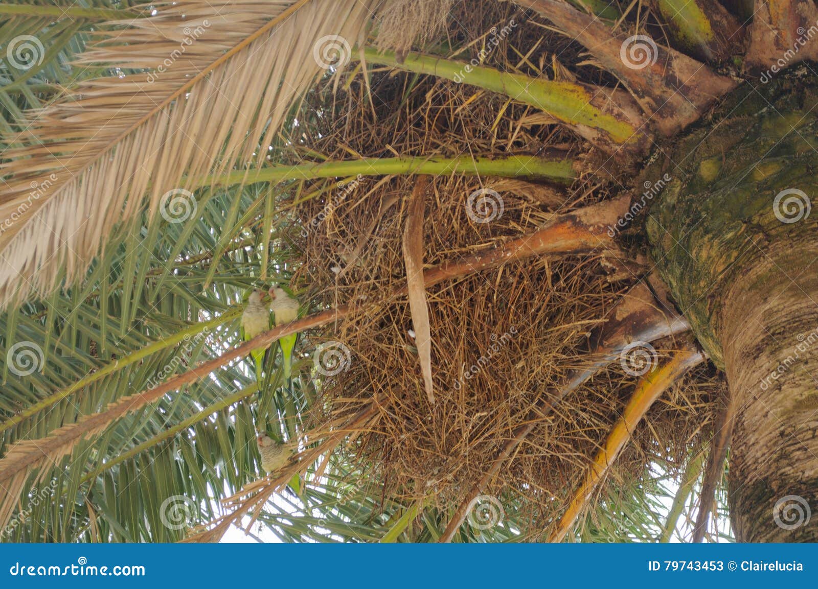 Three Green Parrot Sitting on Branches of Palm Trees, View from Below ...