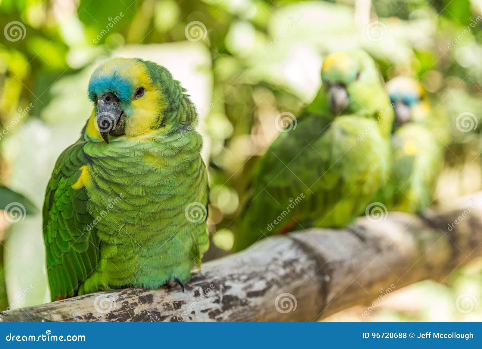 Three Green Parrots stock photo. Image of parrot, bolivia - 96720688