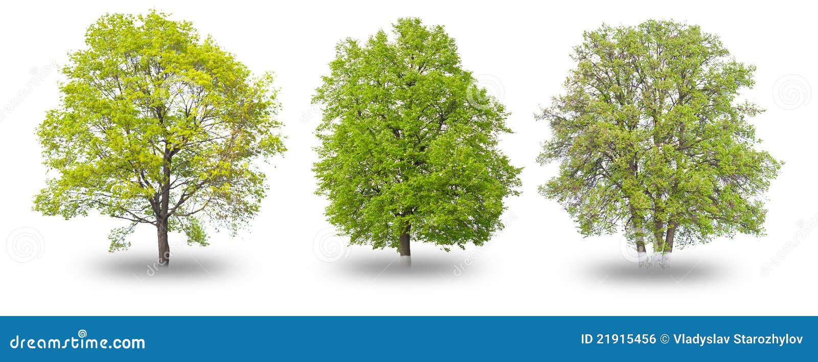 Three green tree stock photo. Image of canopy, forest - 21915456