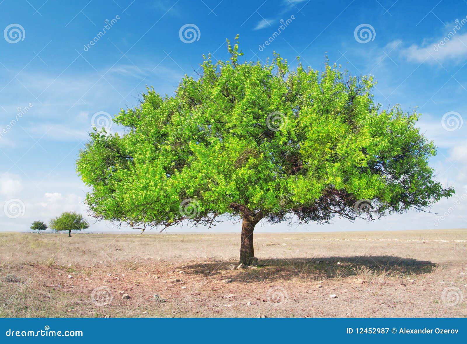 Three Green Tree in Torrid Steppe Stock Image - Image of summer, nature ...