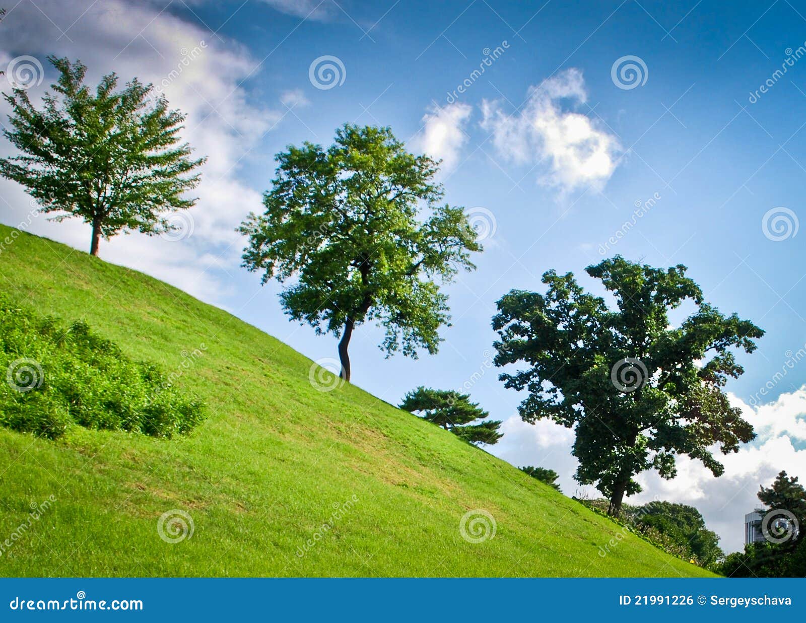 Three Green Trees On A Hill Side By Side Stock Photo - Image of bush ...