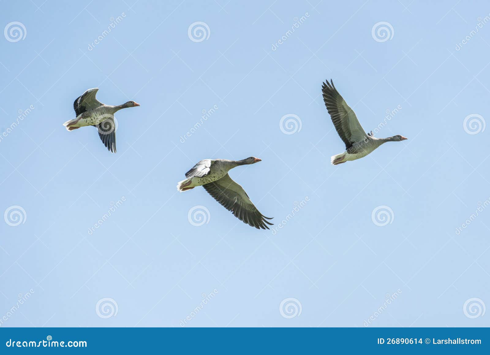 Three grey geese flying stock photo. Image of grey, angle - 26890614