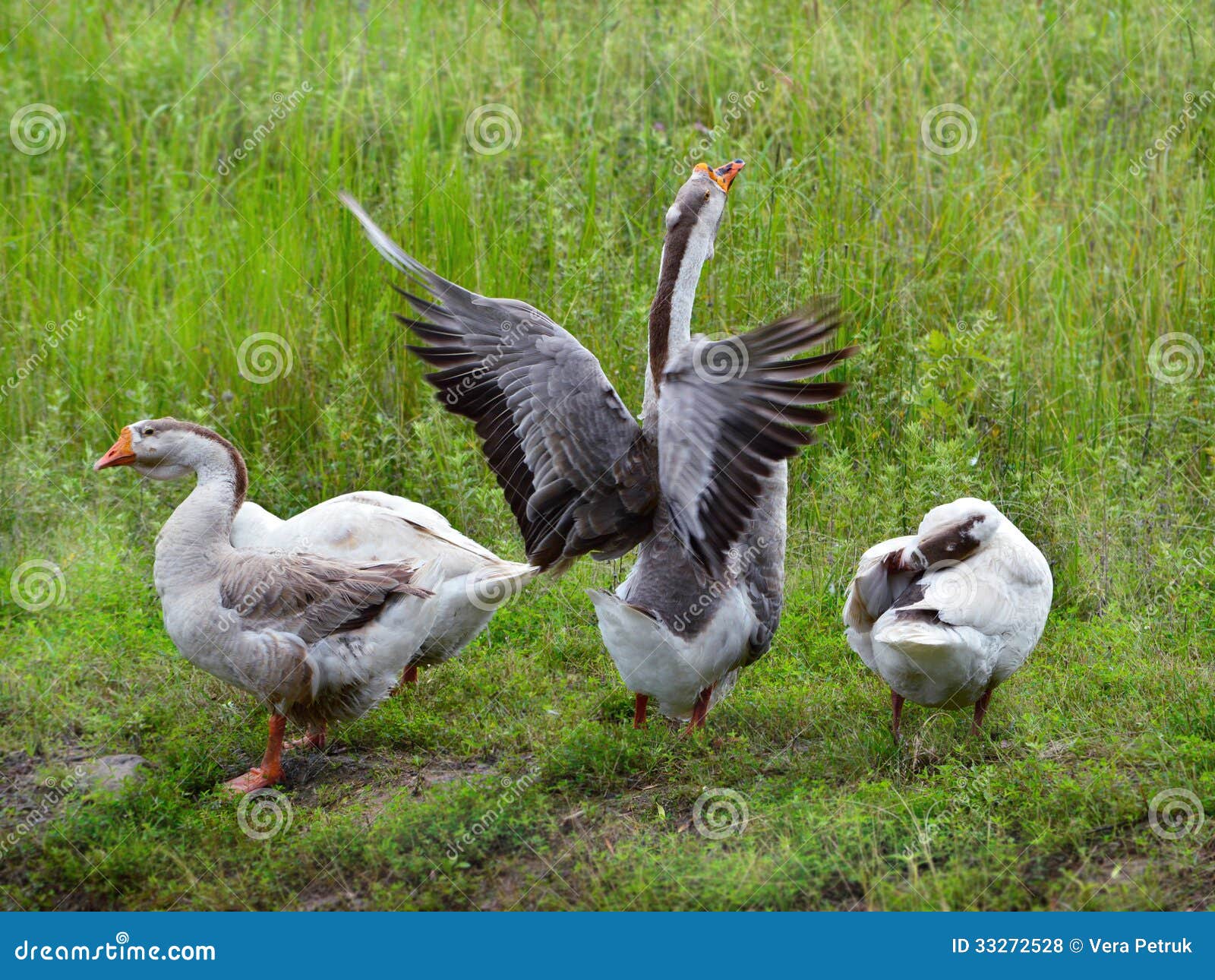 Three grey geese stock photo. Image of feathers, environment - 33272528