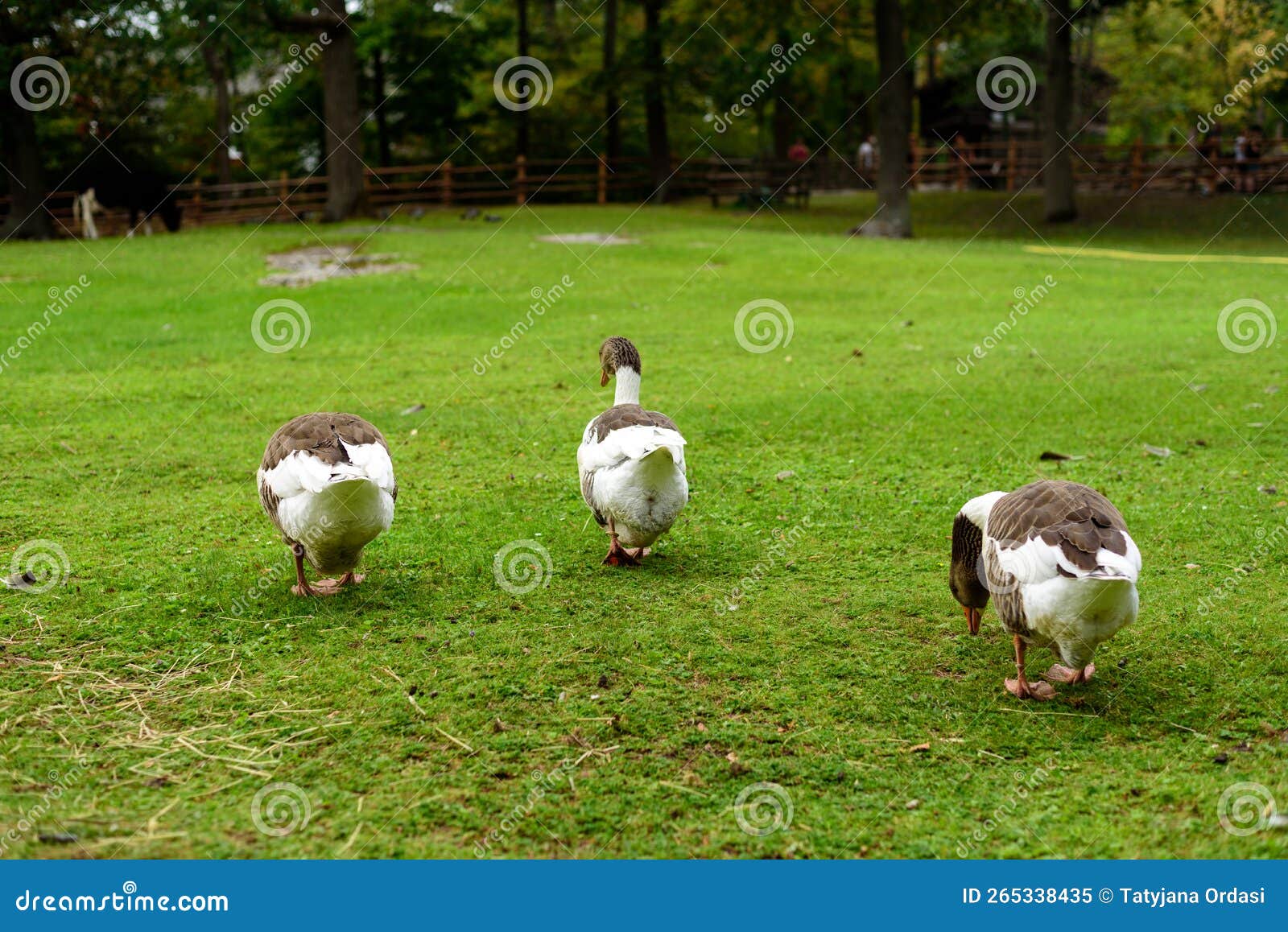 Three Grey Goose on a Green Lawn Stock Image - Image of beak, goose ...