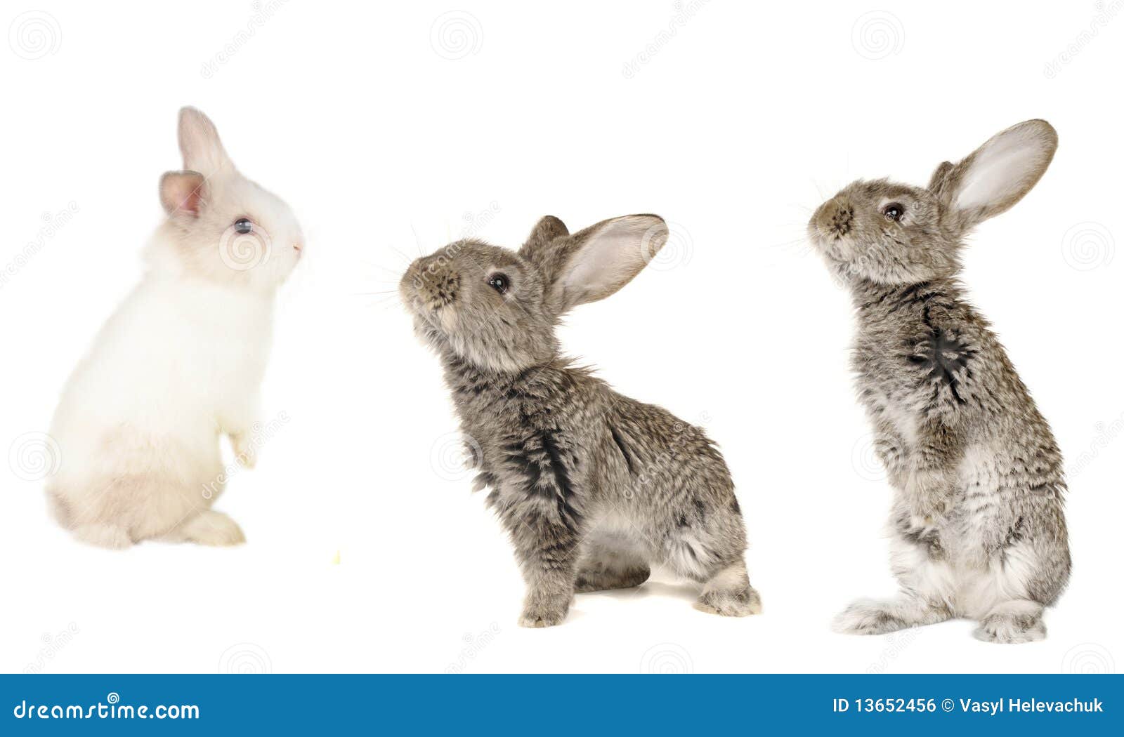 Three grey rabbit stock photo. Image of wildlife, rabbit - 13652456