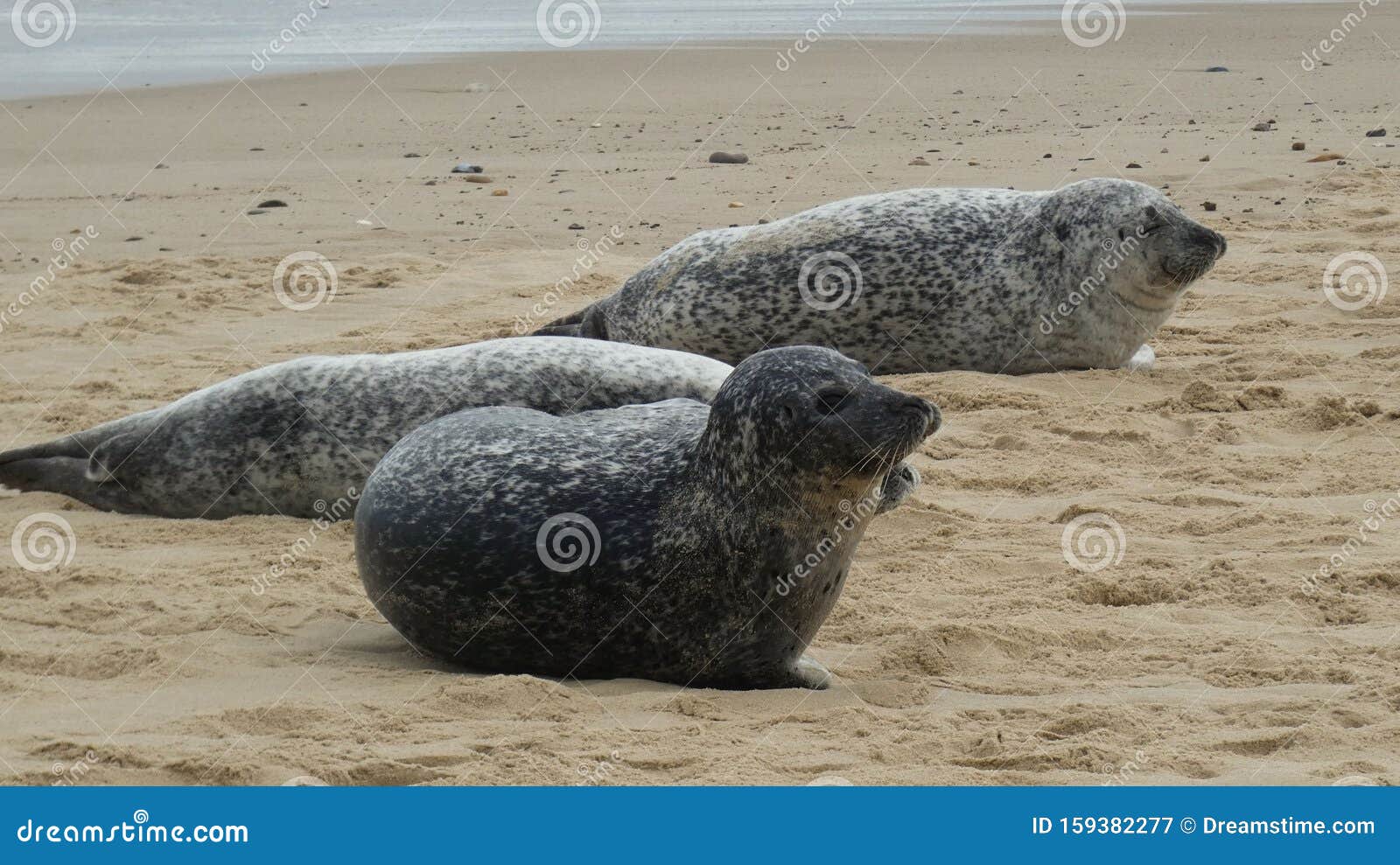 Grey Seals on the Beach stock image. Image of coastal - 159382277
