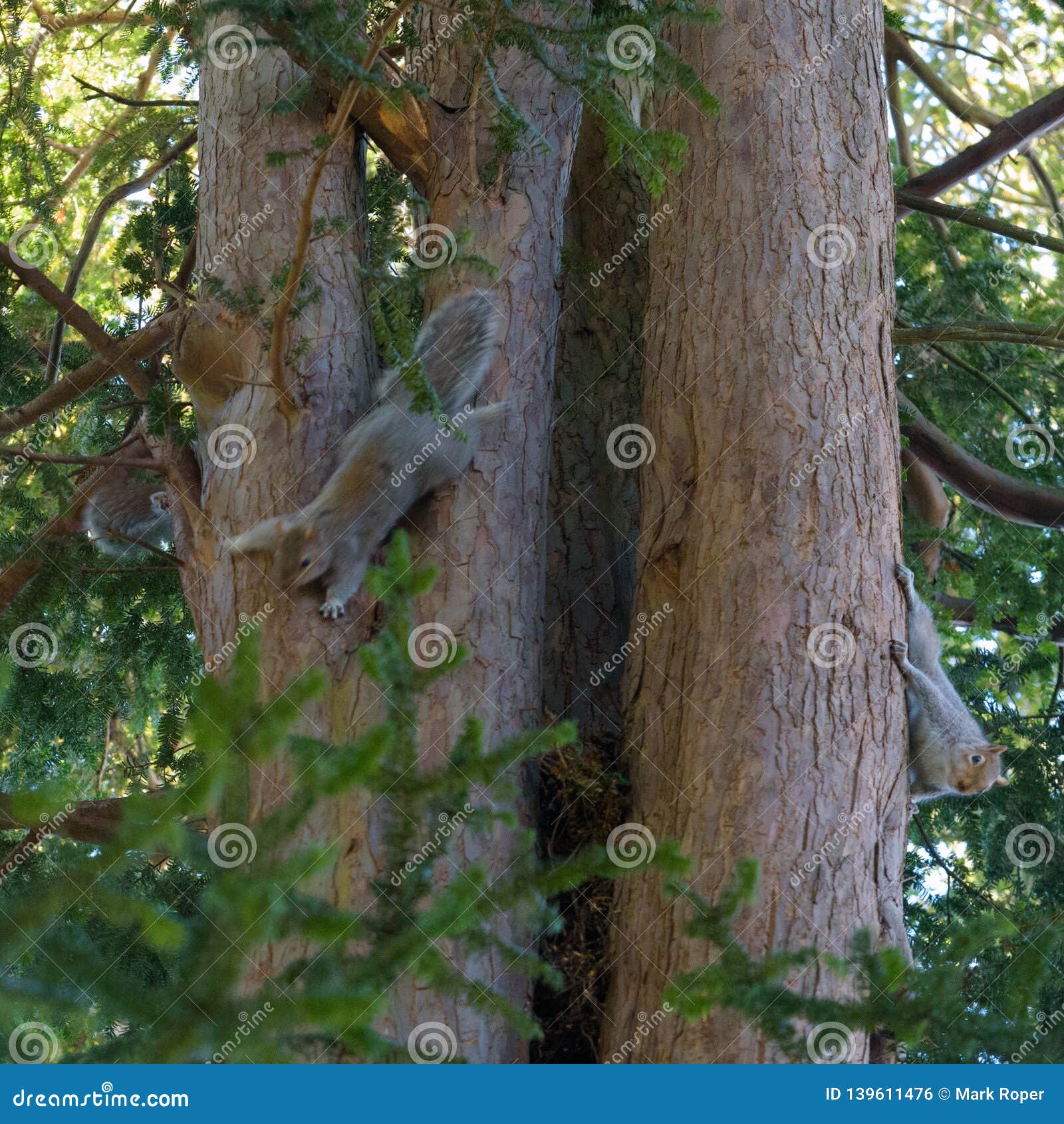 Three Grey Squirrels on a Tree - Hiding, Moving and Still Stock Photo ...