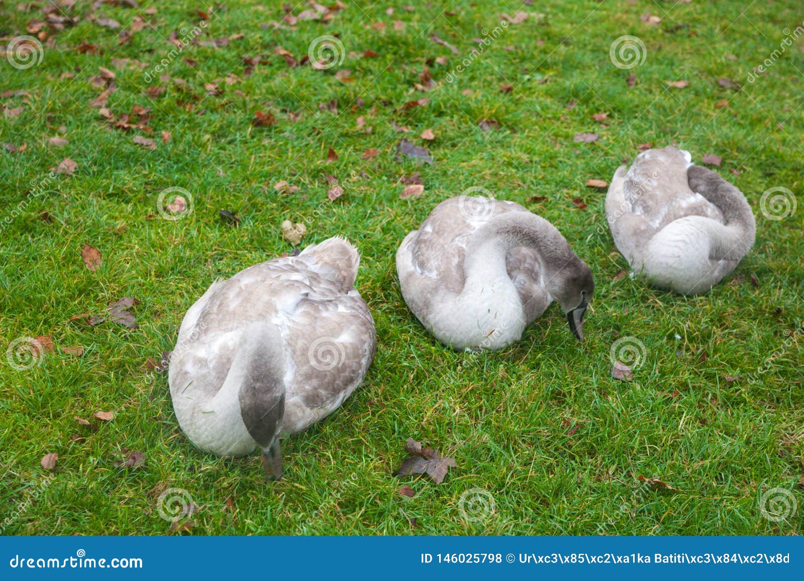 Three grey swans stock photo. Image of isolated, animal - 146025798