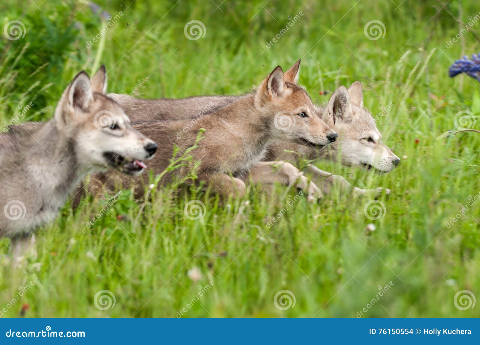 Three Grey Wolf (Canis Lupus) Pups Run Right Stock Photo - Image of ...