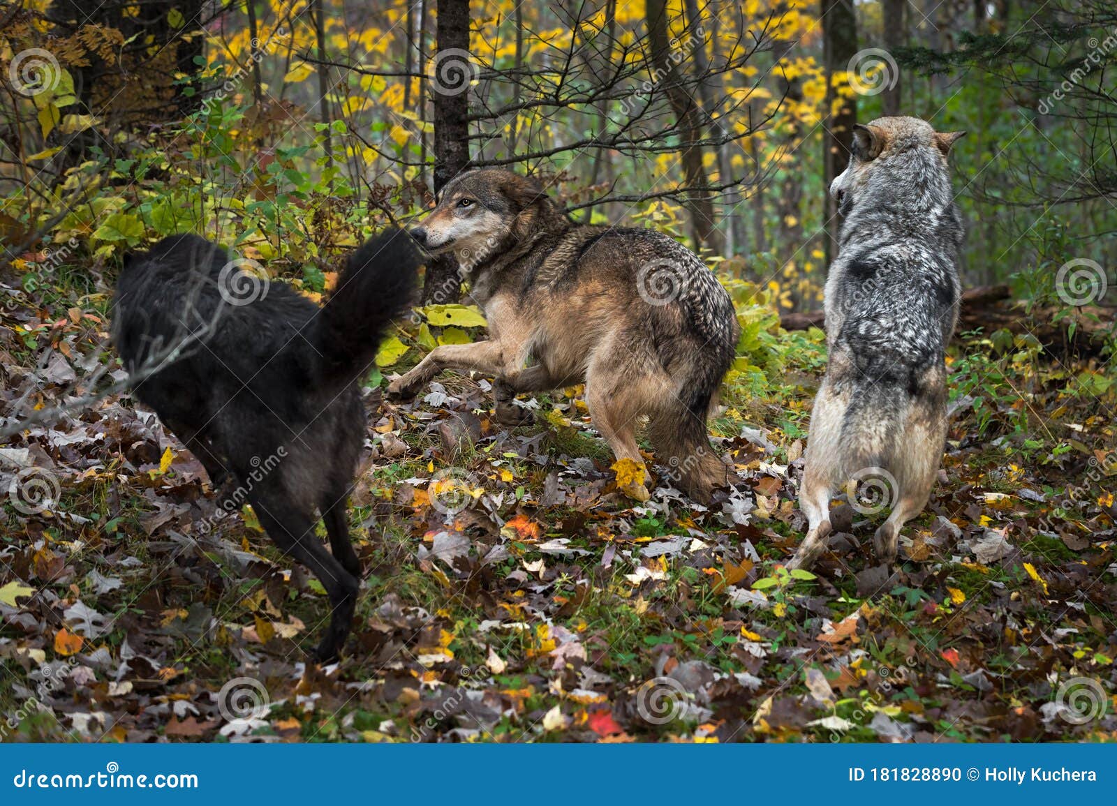 Three Grey Wolves Canis Lupus Run about Together in Forest Autumn Stock ...
