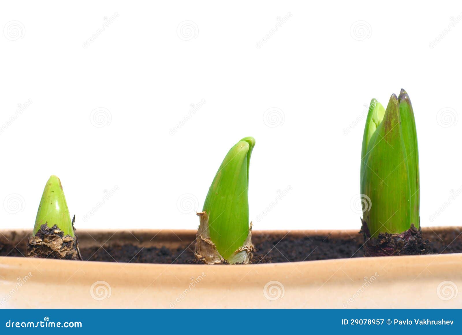 Three growing plants stock image. Image of hyacinth, garden - 29078957