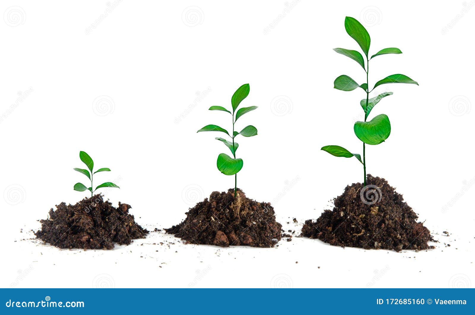 Three Growing Plants on White Stock Photo - Image of close, white ...