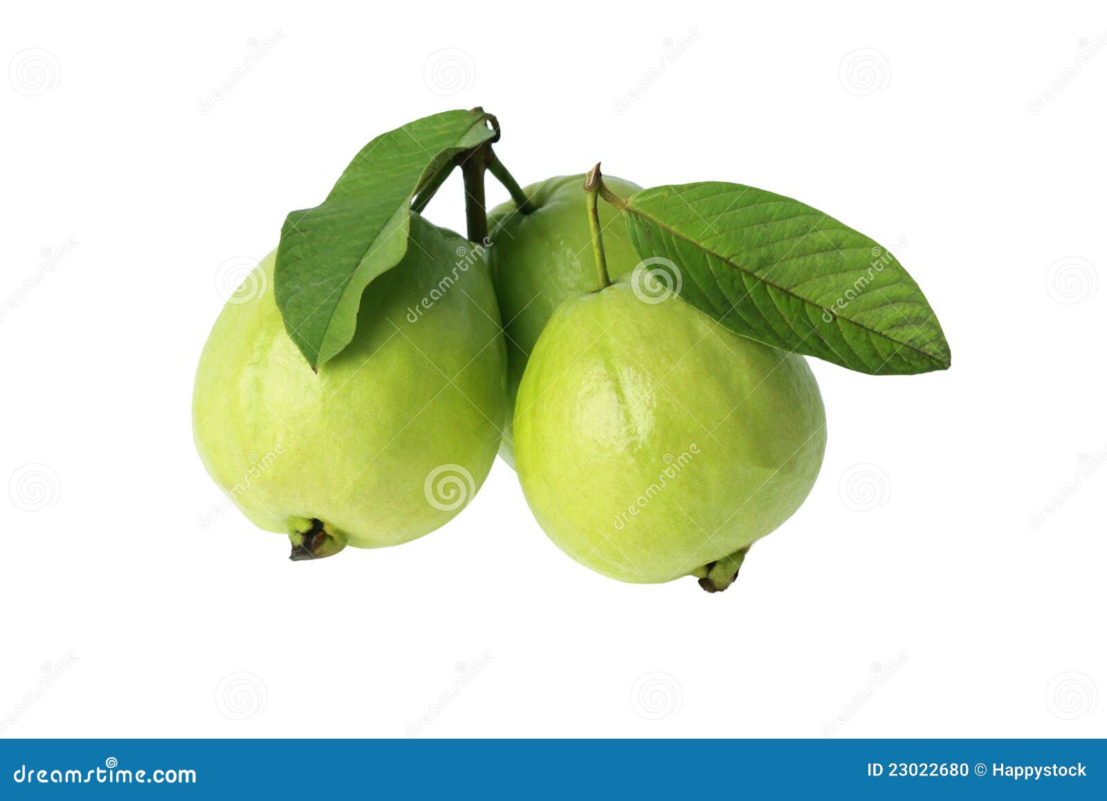 Three guava stock photo. Image of studio, food, isolated - 23022680