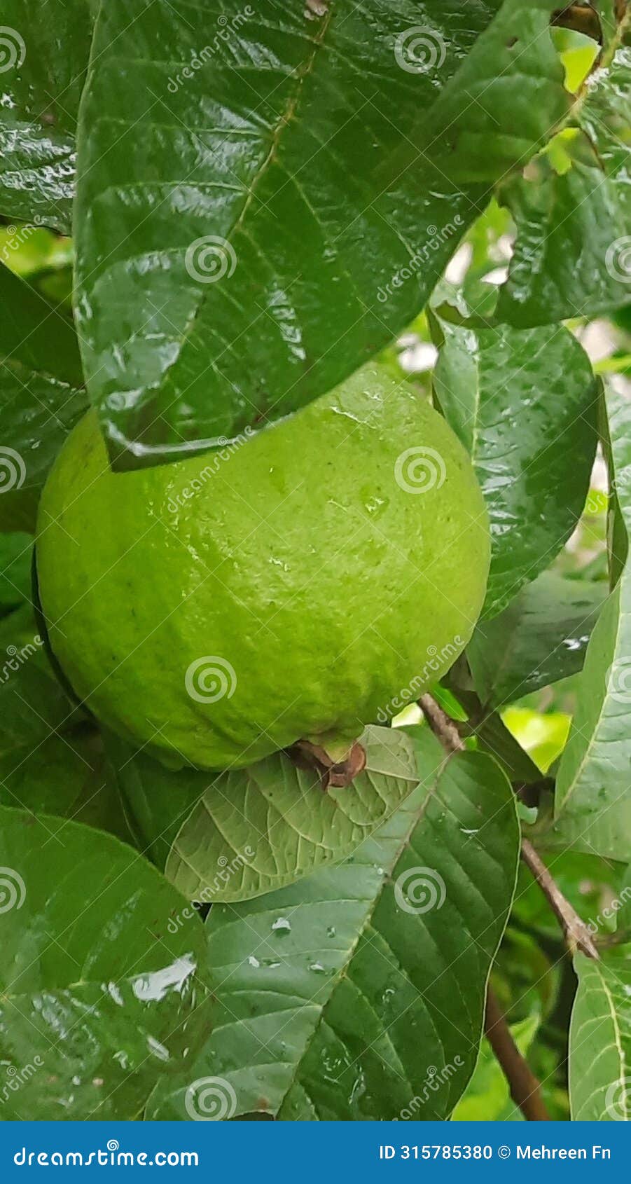 Three Guava on Tree Branch stock photo. Image of guava - 315785380