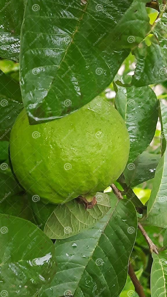 Three Guava on Tree Branch stock photo. Image of guava - 315785380