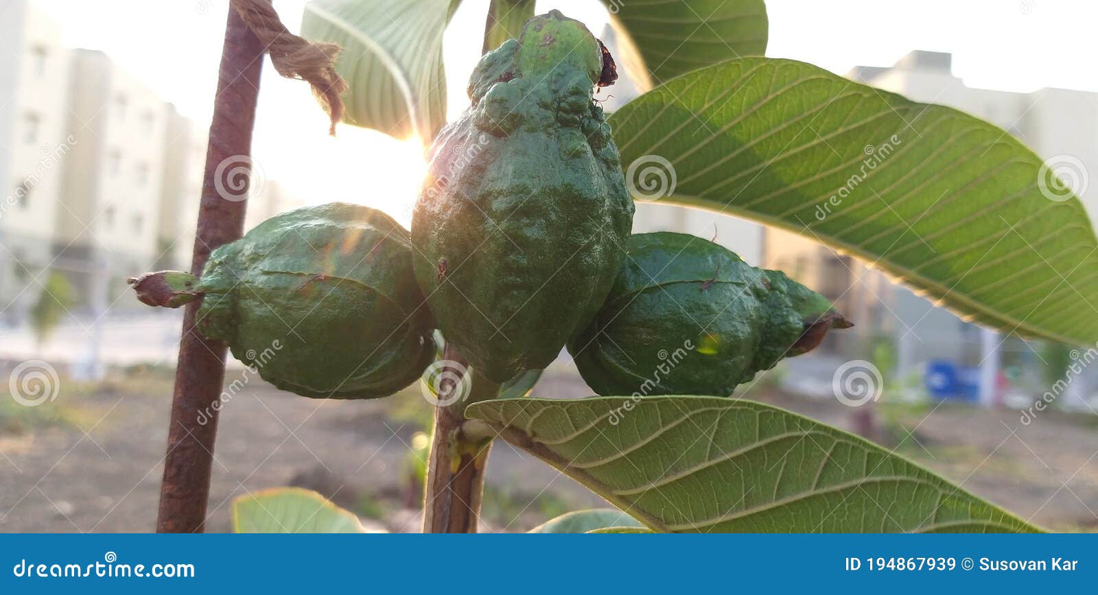 Three Guavas are Growing in Trident Shape. Stock Image - Image of ...