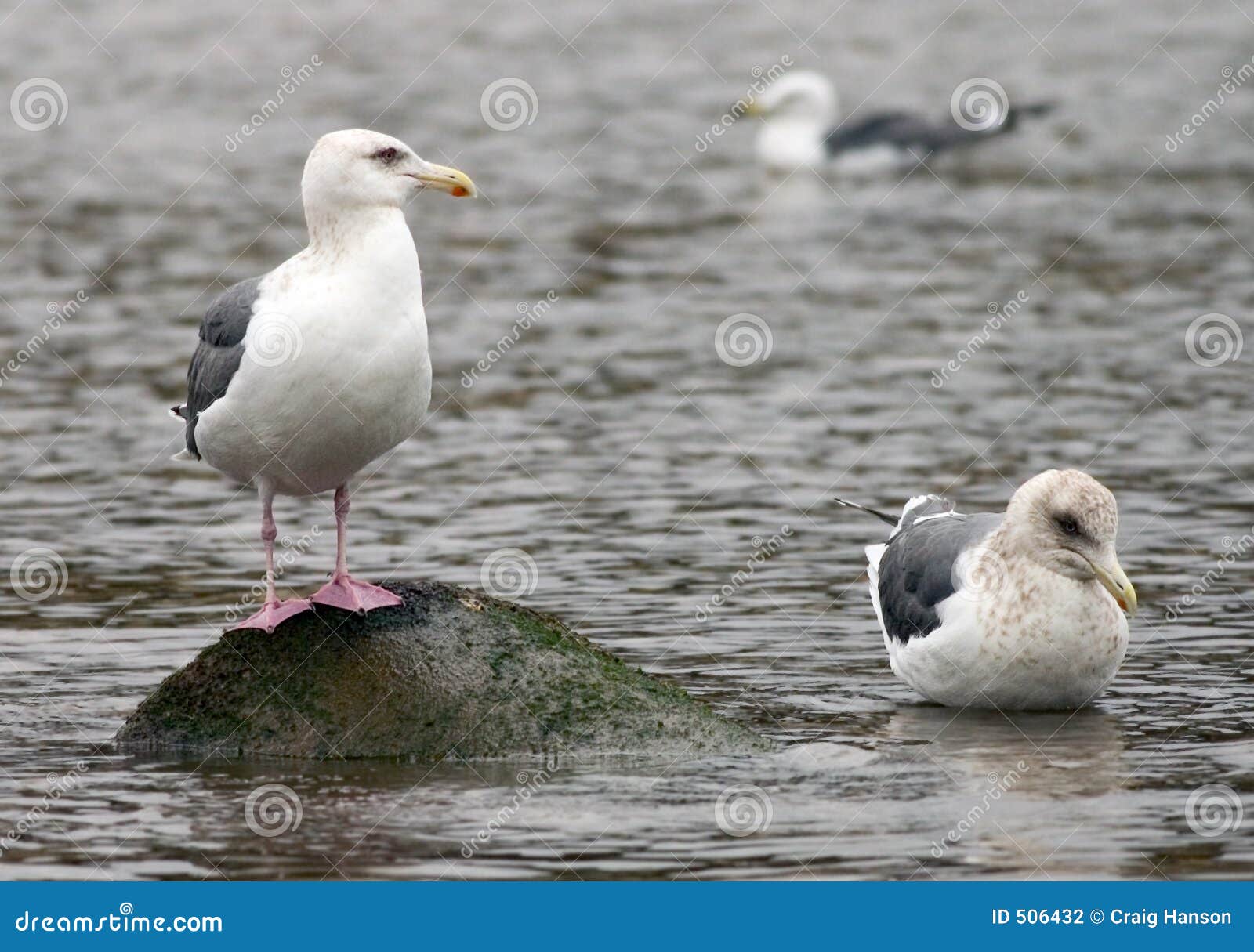 Three Gulls stock photo. Image of seagull, wings, ocean - 506432