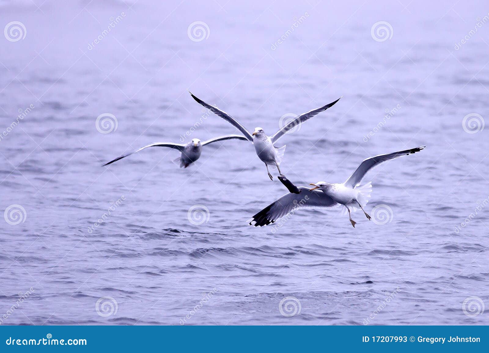 Three Gulls Fight for Fish. Stock Image - Image of gulls, compete: 17207993