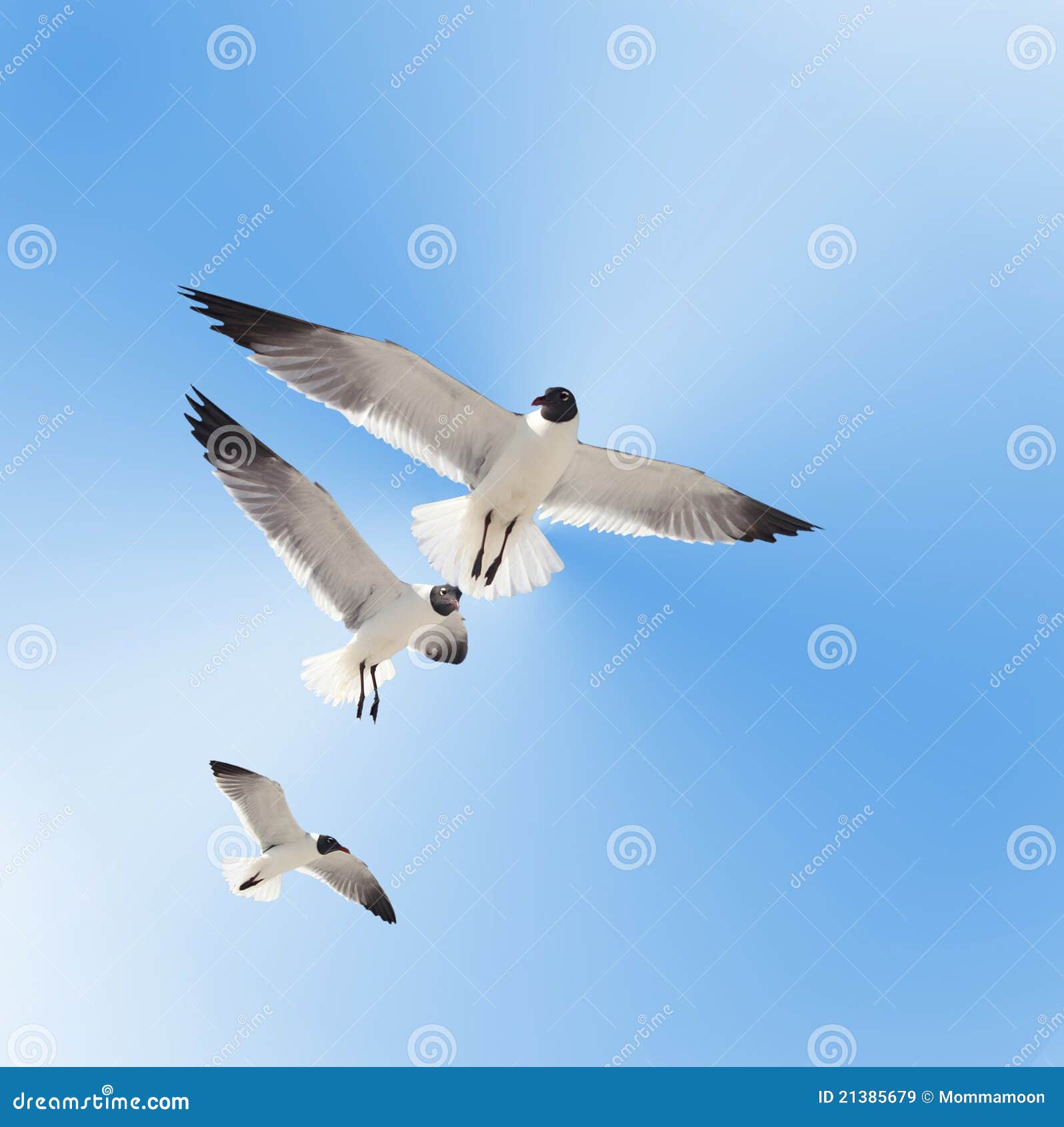 Three Gulls in Flight stock image. Image of flight, elegant - 21385679