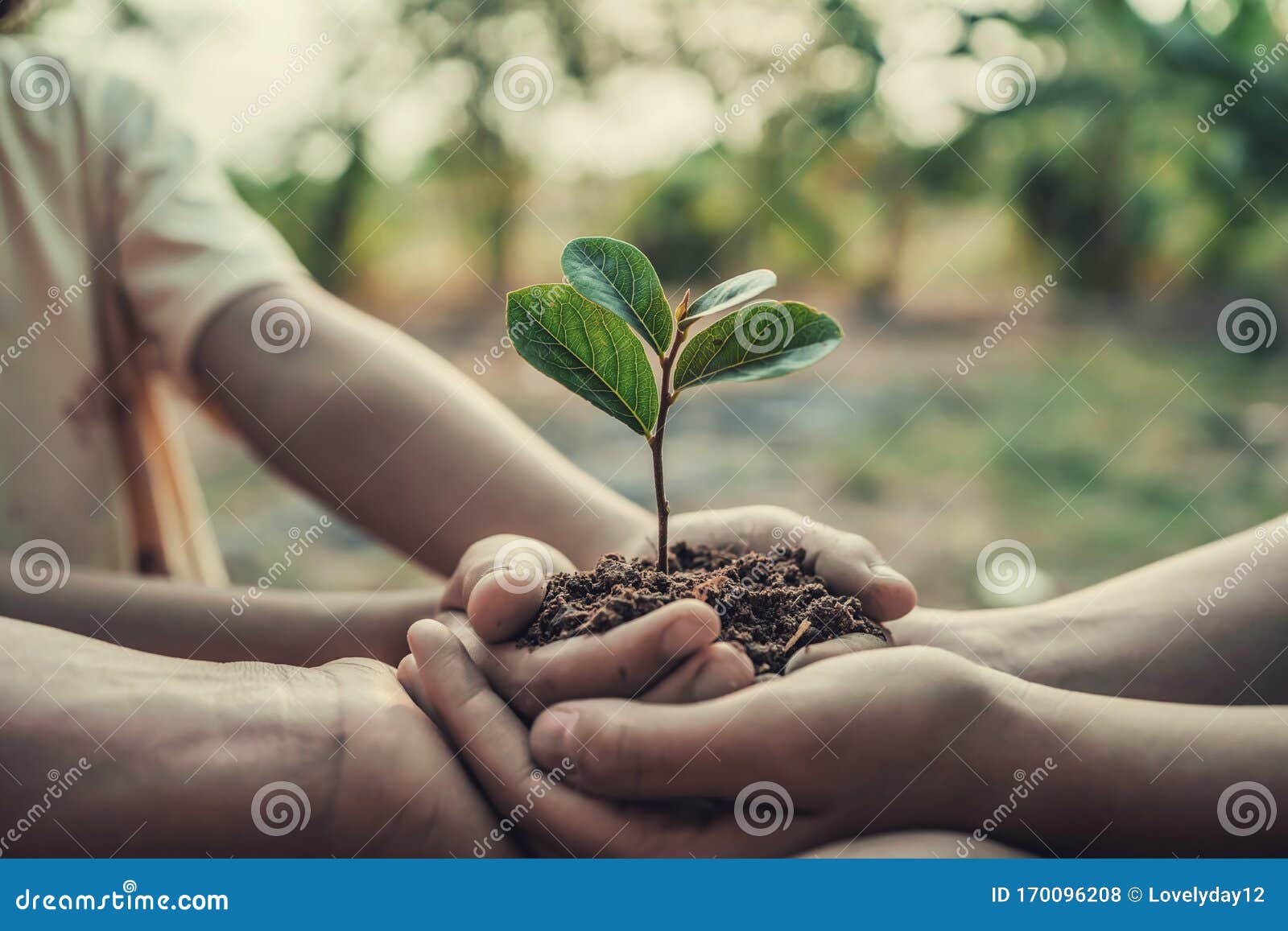 Three Hand Holding Tree for Planting. Concept Earth Day Stock Photo ...