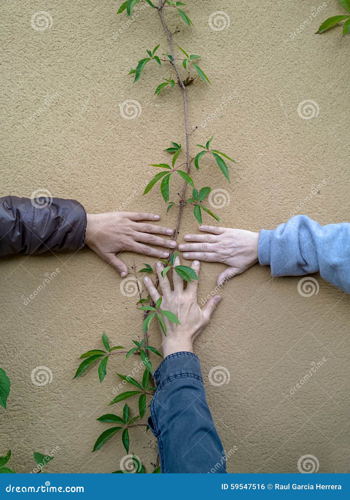 Three Hands Touching Wall Decorated with Ivy Stock Photo - Image of ...