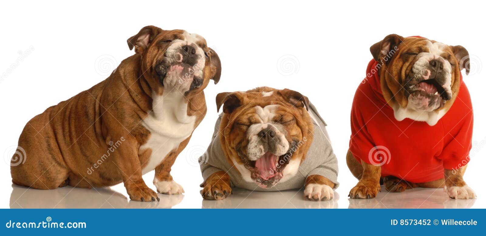Three happy dogs stock photo. Image of domestic, funny - 8573452