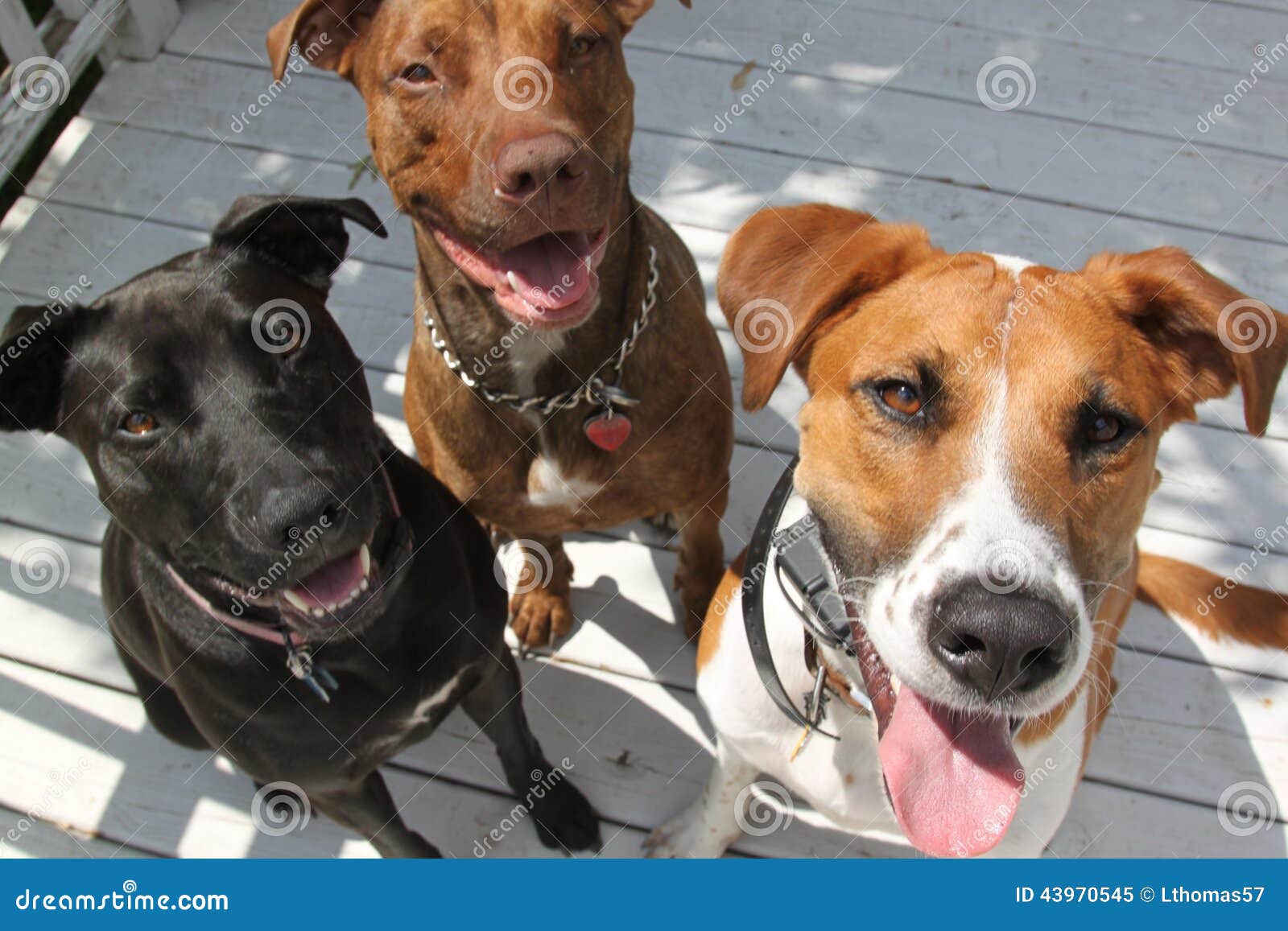Three happy dogs stock image. Image of animal, dogs, canine - 43970545