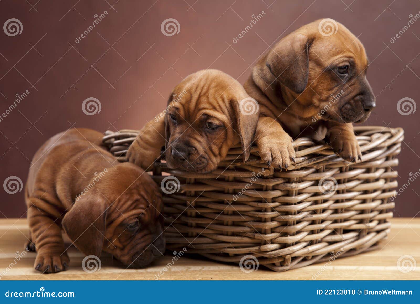 Three Happy Dogs Sitting on Wooden Floor Stock Photo - Image of breed ...