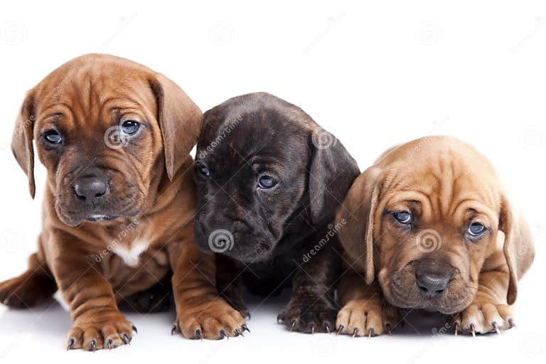 Three Happy Dogs on White Background Stock Photo - Image of cute ...
