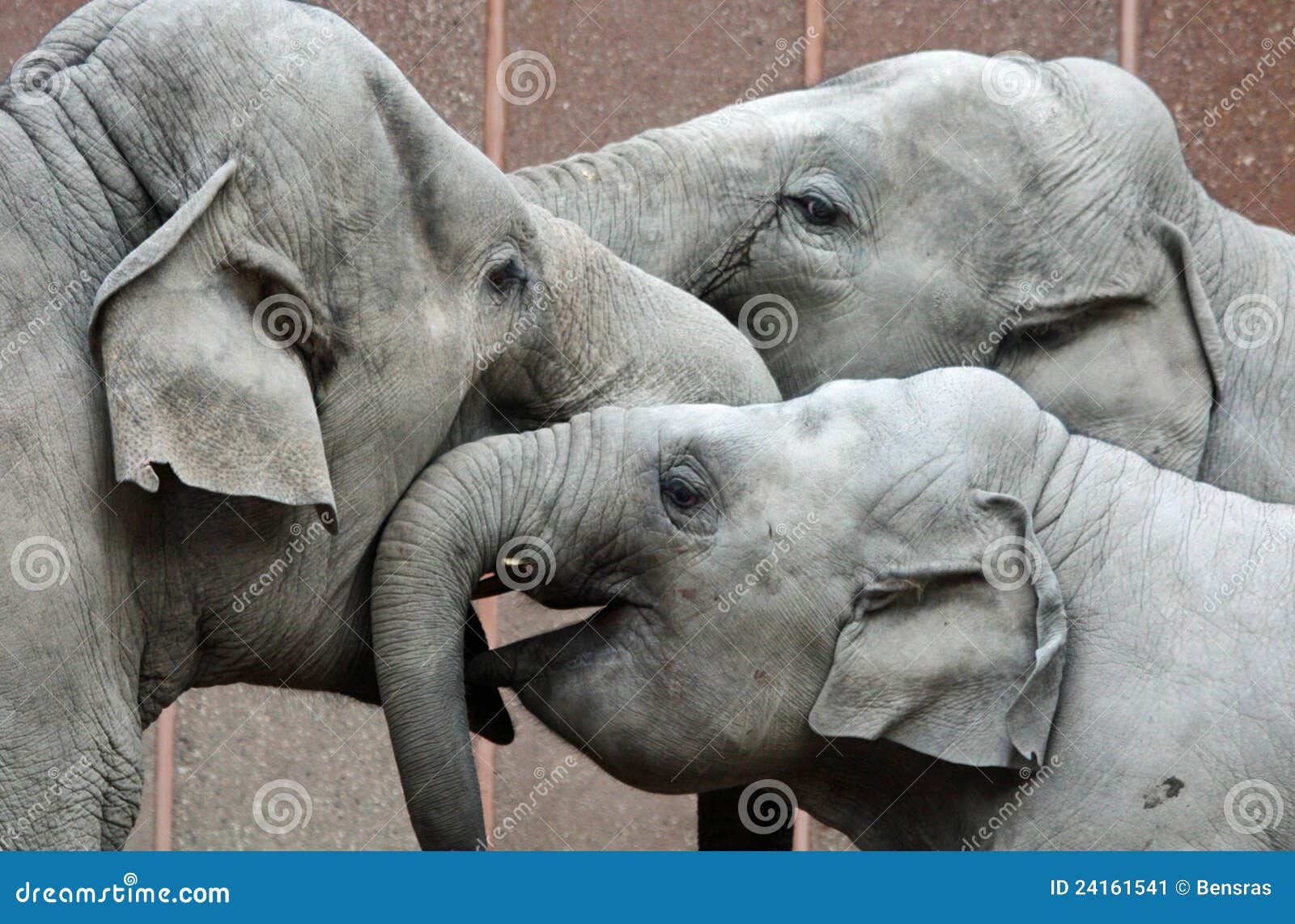 Three happy elephants stock image. Image of smiling, looking - 24161541
