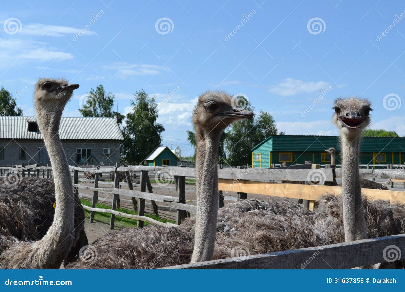 Three happy ostriches stock photo. Image of tavel, farm - 31637858