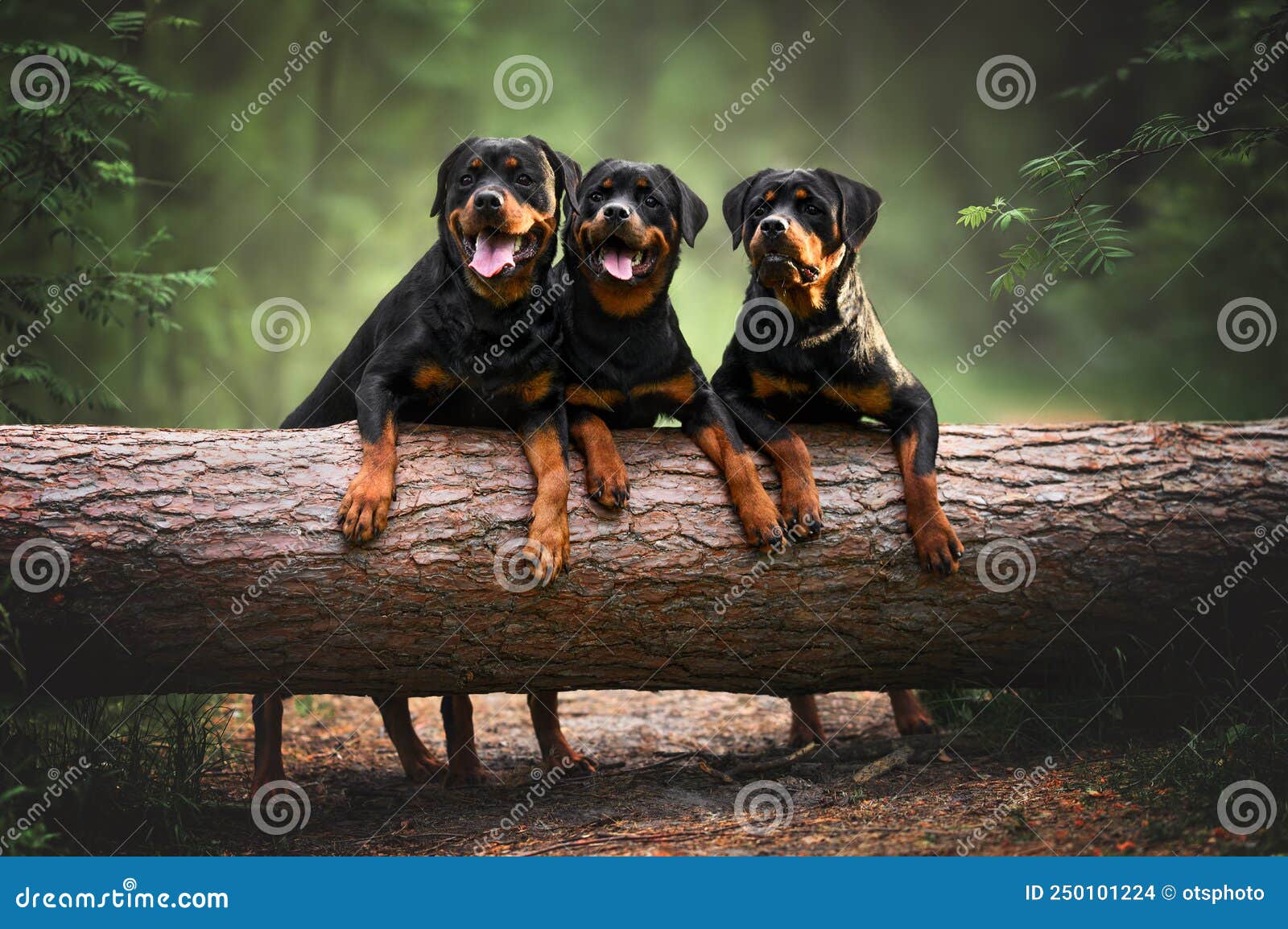 Three Happy Rottweiler Dogs Posing in the Forest Stock Photo - Image of ...
