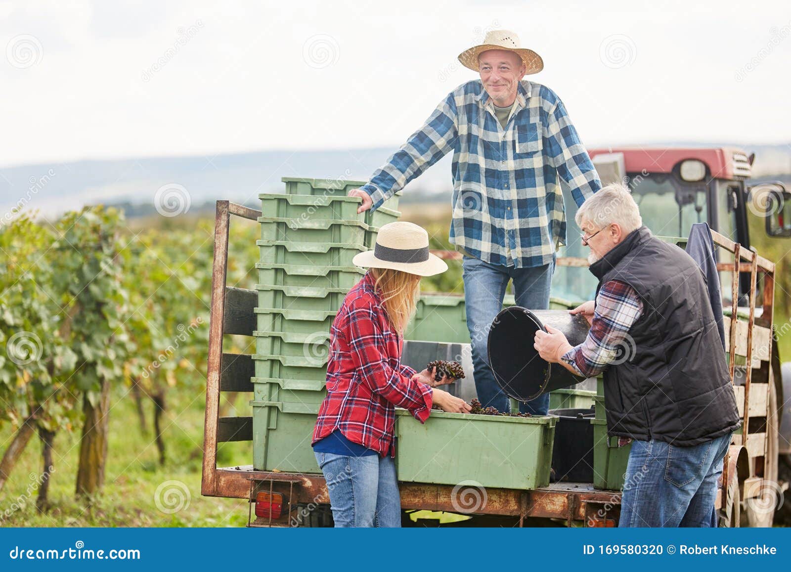 Harvesters Load the Wine Harvest Together Stock Photo - Image of ...